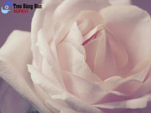 100+ Mẫu Background 8/3 Mừng Quốc Tế Phụ Nữ