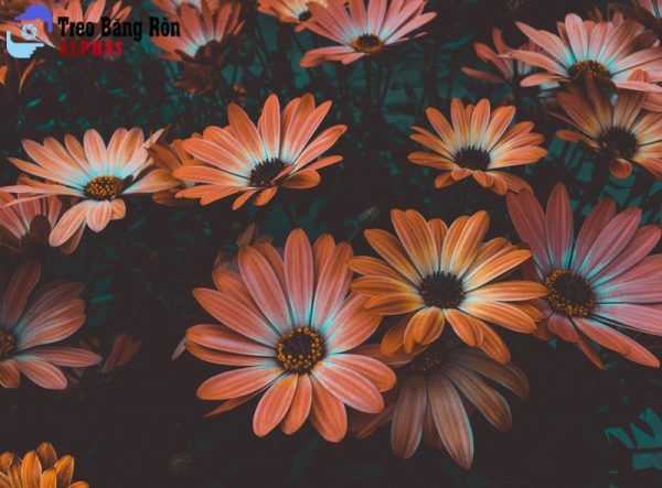 100+ Mẫu Background 8/3 Mừng Quốc Tế Phụ Nữ