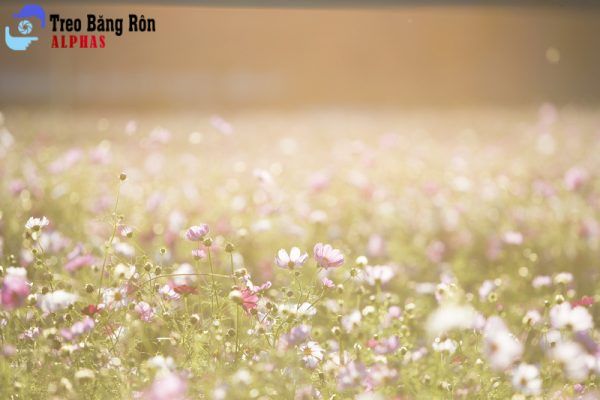 100+ background đẹp, ảnh nền đẹp, chất lượng cao